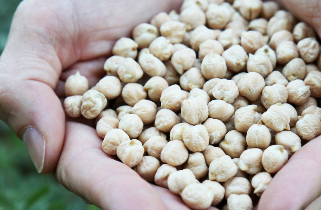 Le pois chiche - Graines et Légumineuses de France